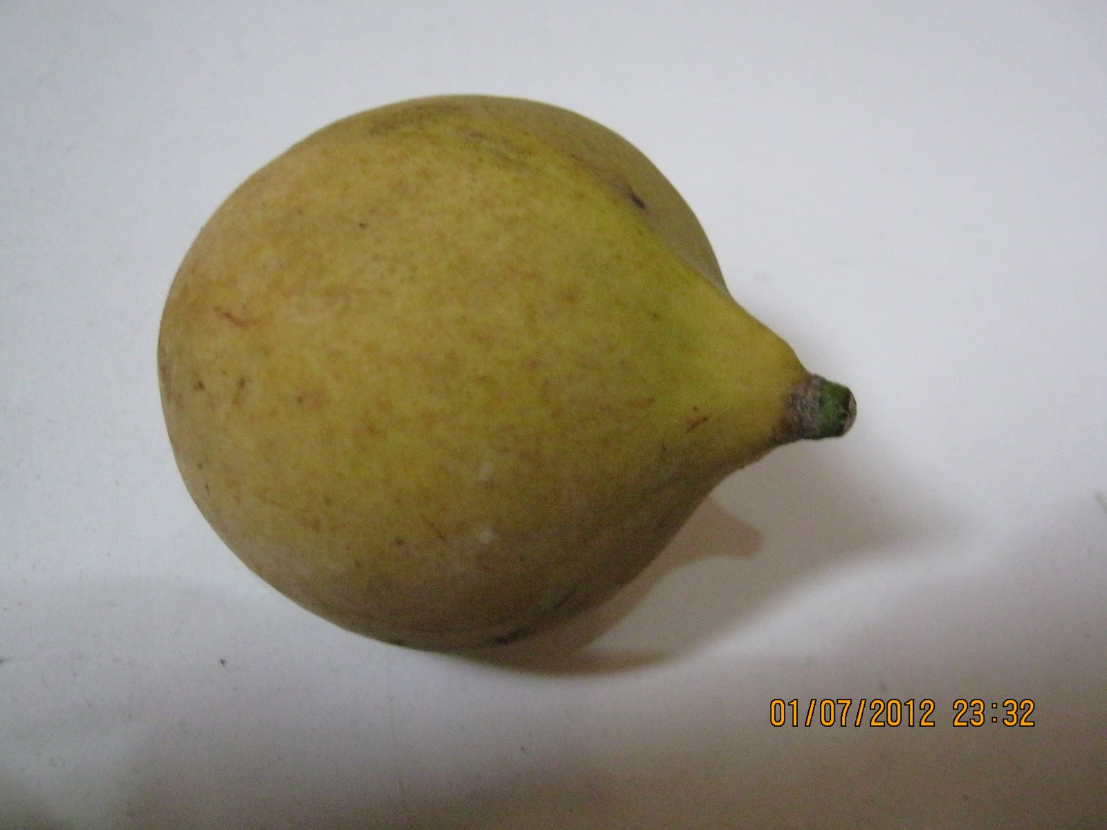 Nature shots: Nutmeg- Jathikka